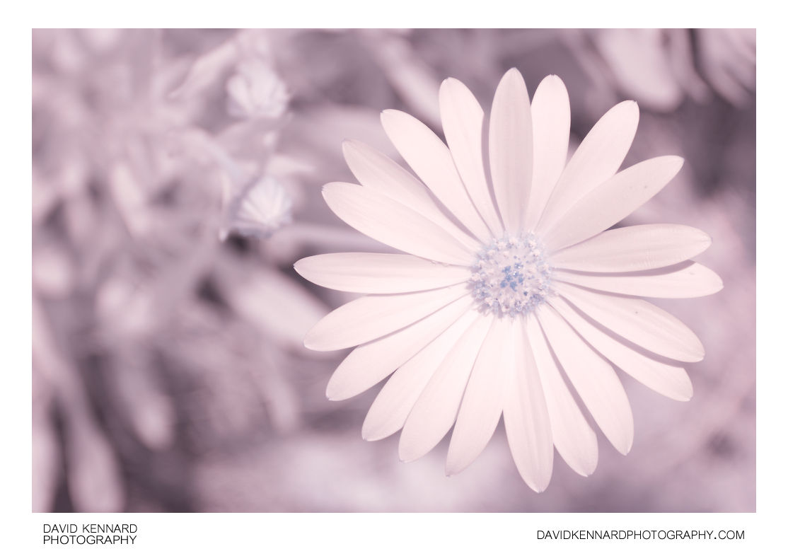 Osteospermum ecklonis flower [IR] · David Kennard Photography